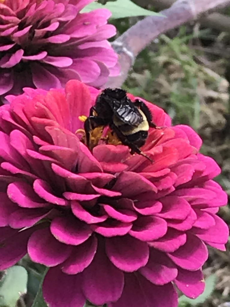 American Bumble Bee from County Road 241, Cedar Creek, TX, US on ...