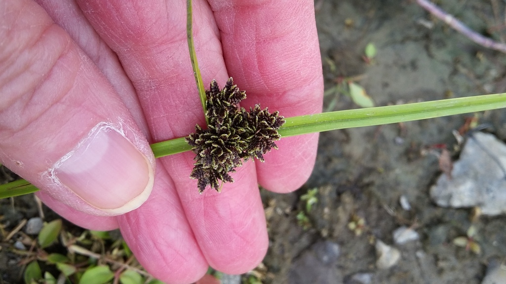 Variable Flatsedge in October 2023 by Tiarelle. Seulement 2 plants ...