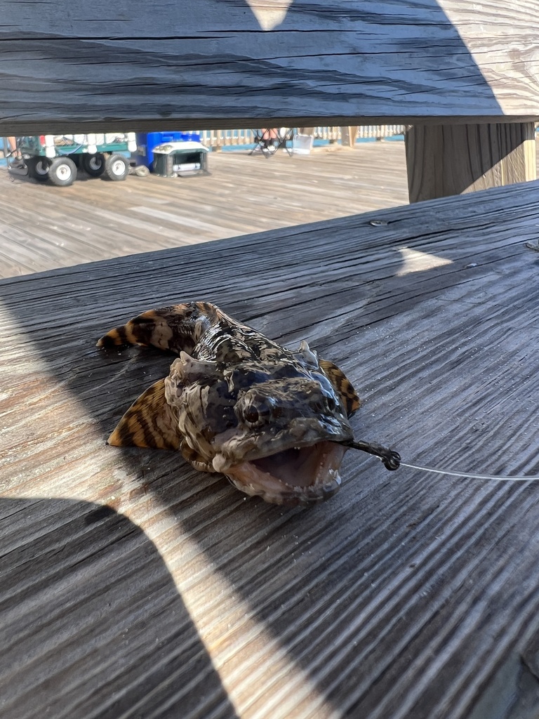 Oyster Toadfish from North Atlantic Ocean, SC, US on October 12, 2023 ...