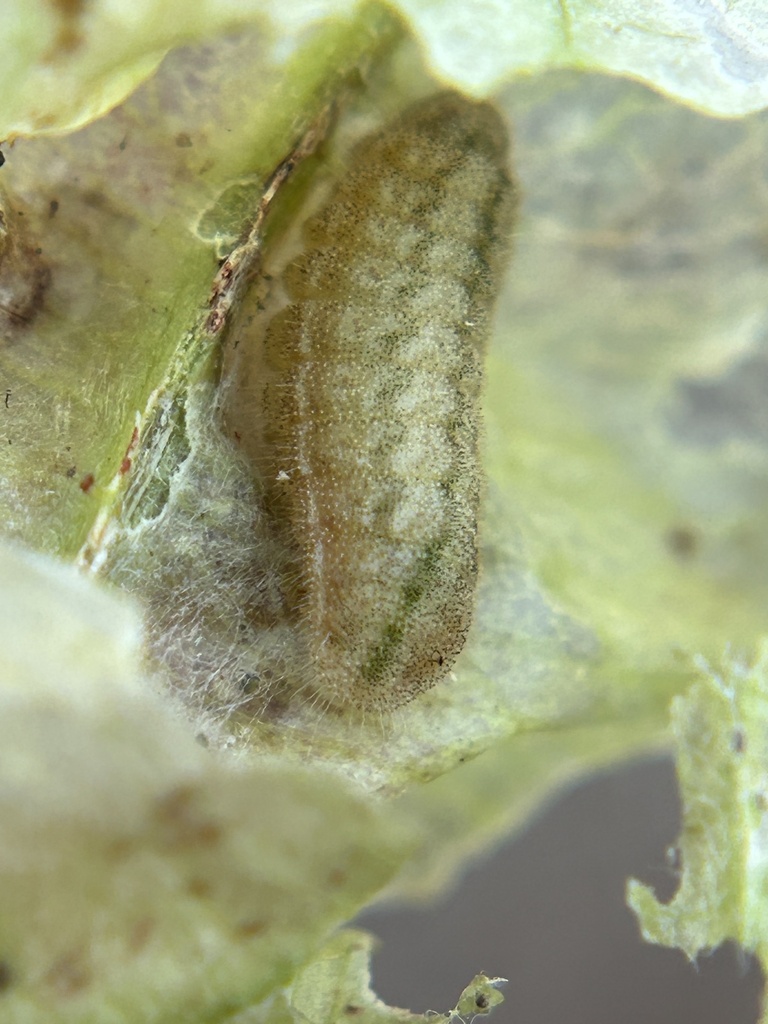 Gossamer-winged Butterflies from Bluff Trail, Los Osos, CA, US on ...