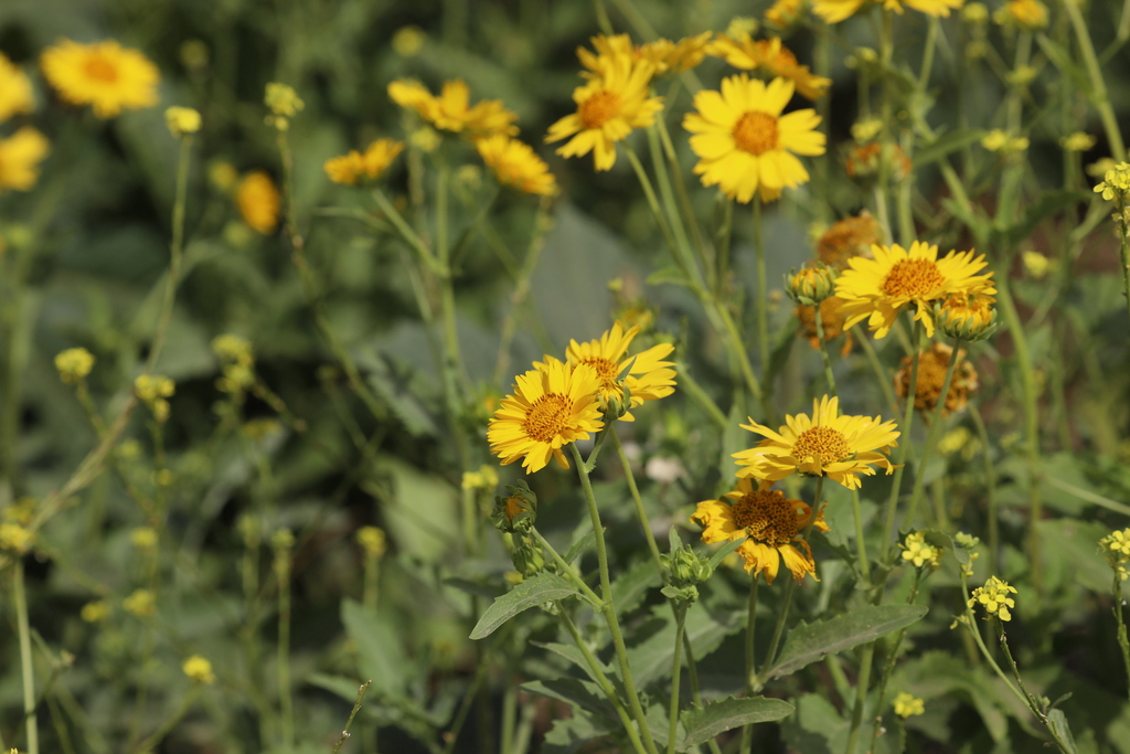 cowpen daisy from Grand, Riverside, CA, USA on October 13, 2023 at 01: ...