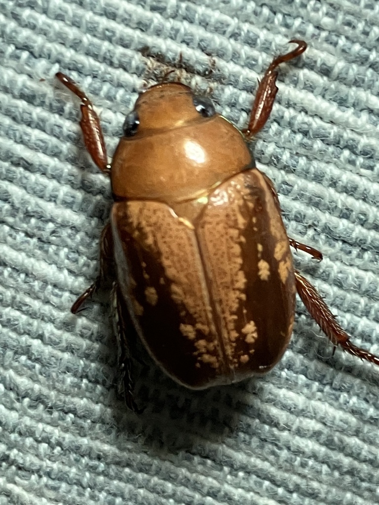 Campfire Beetle in October 2023 by brooks70 · iNaturalist