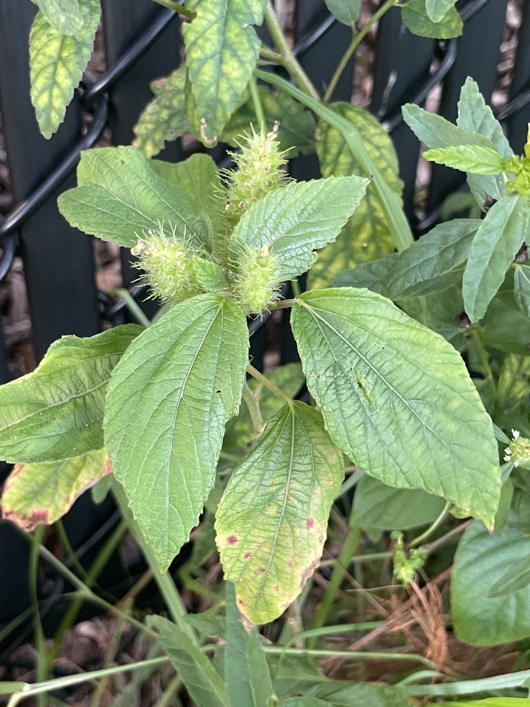 Field Copperleaf from Ring Ave NE, Palm Bay, FL, US on October 13, 2023 ...