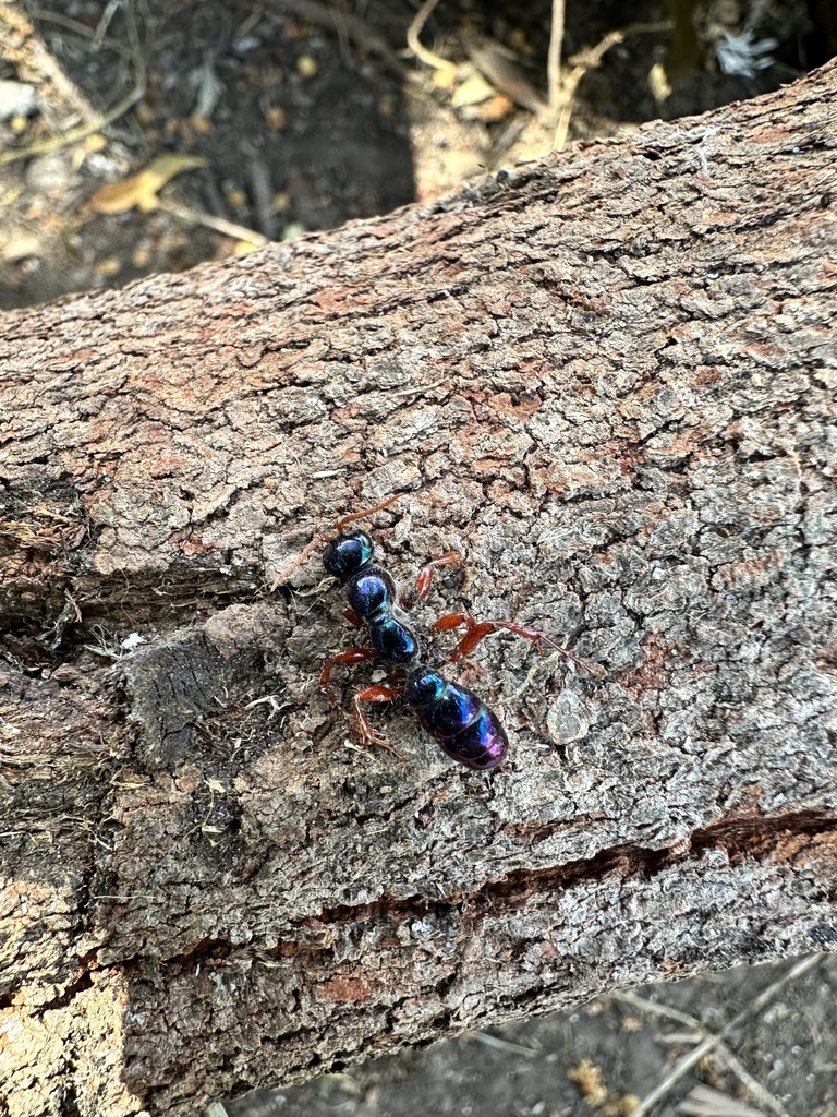 Blue Ant from Tasmania, Trevallyn, TAS, AU on October 14, 2023 at 11:25 ...