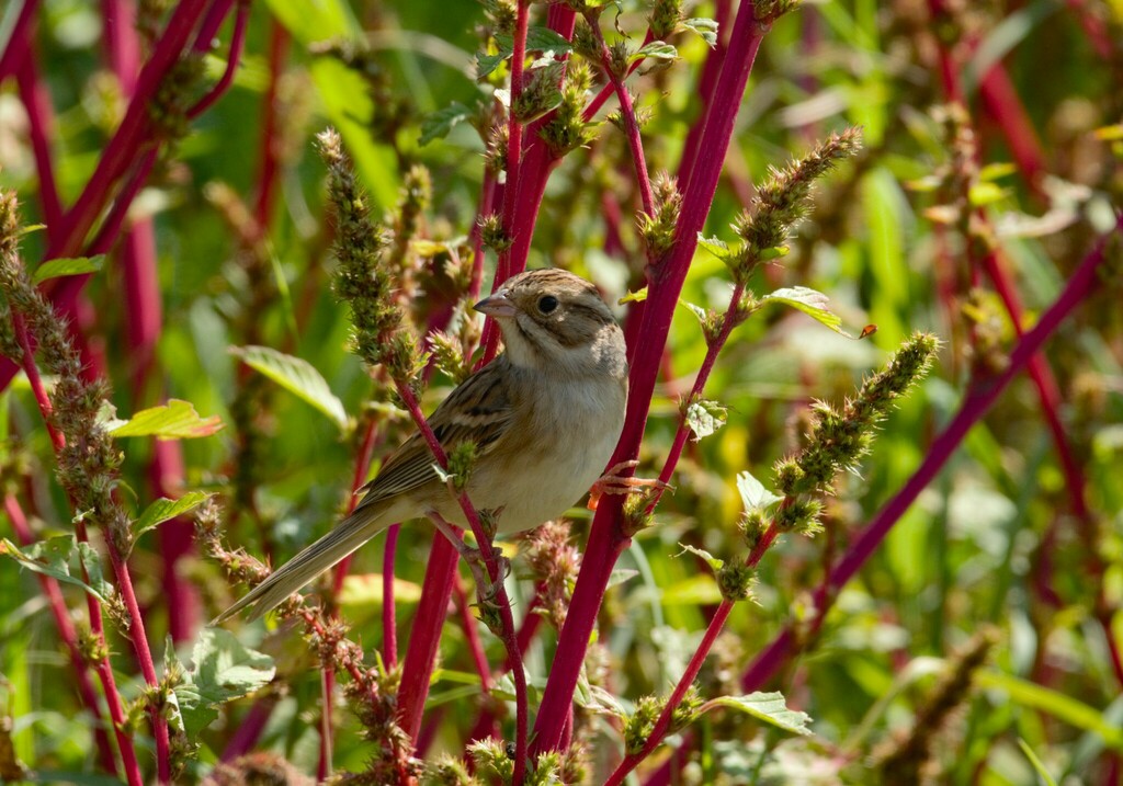 Clay-colored Sparrow in October 2023 by brigada_sangregorioatlapulco ...