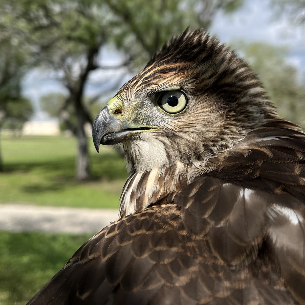 Cooper's Hawk from N Texas Blvd, Alice, TX, US on October 13, 2023 at ...