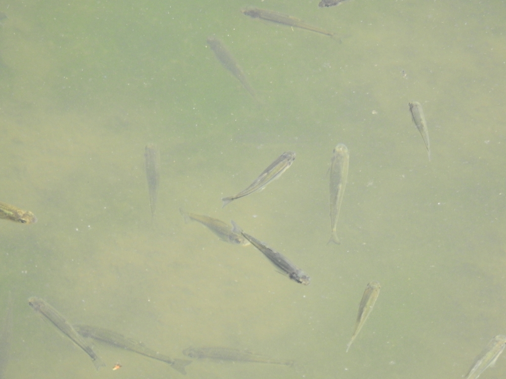 Fathead Minnow from Ashburn, VA 20148, USA on October 13, 2023 at 01:18 ...
