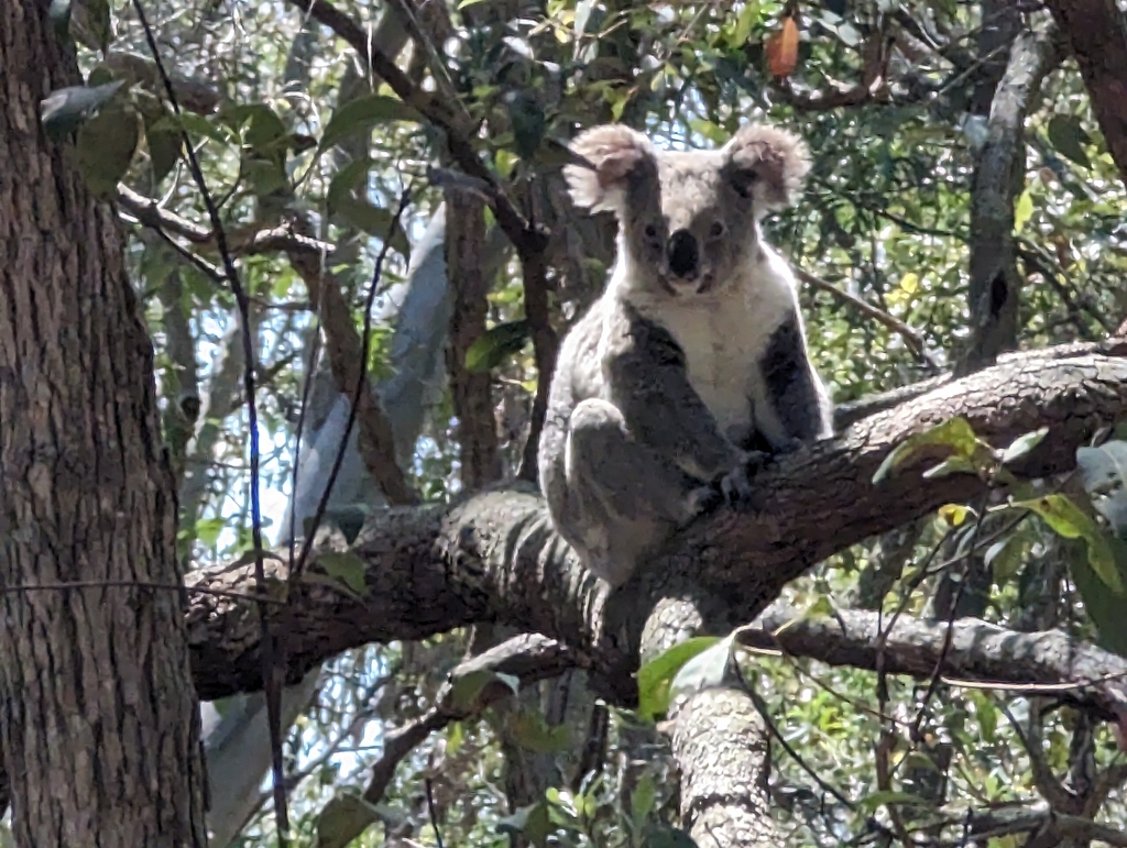 Koala from Coombabah QLD 4216, Australia on October 14, 2023 at 10:51 ...