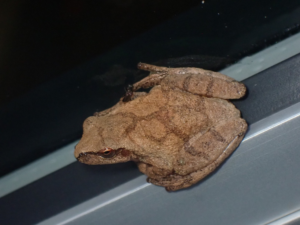 Spring Peeper in April 2022 by Angus Mossman. At building lights left ...