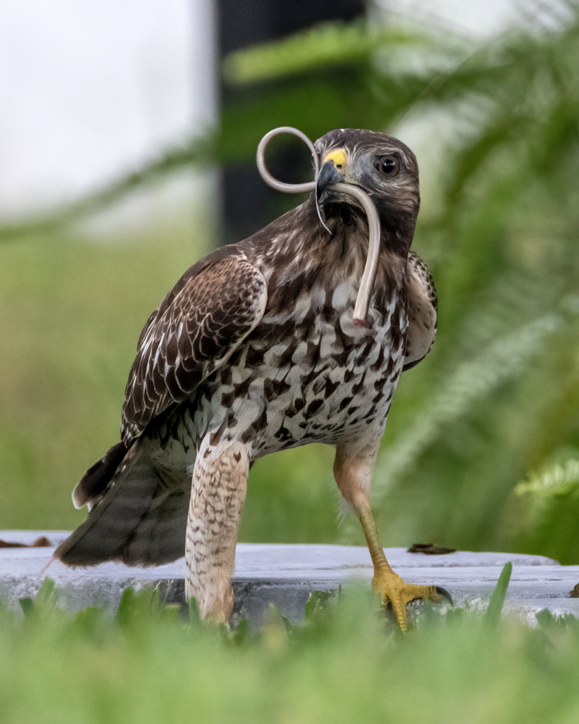 North American Glass Lizards from 311 Nineteenth St, St. Augustine, FL ...