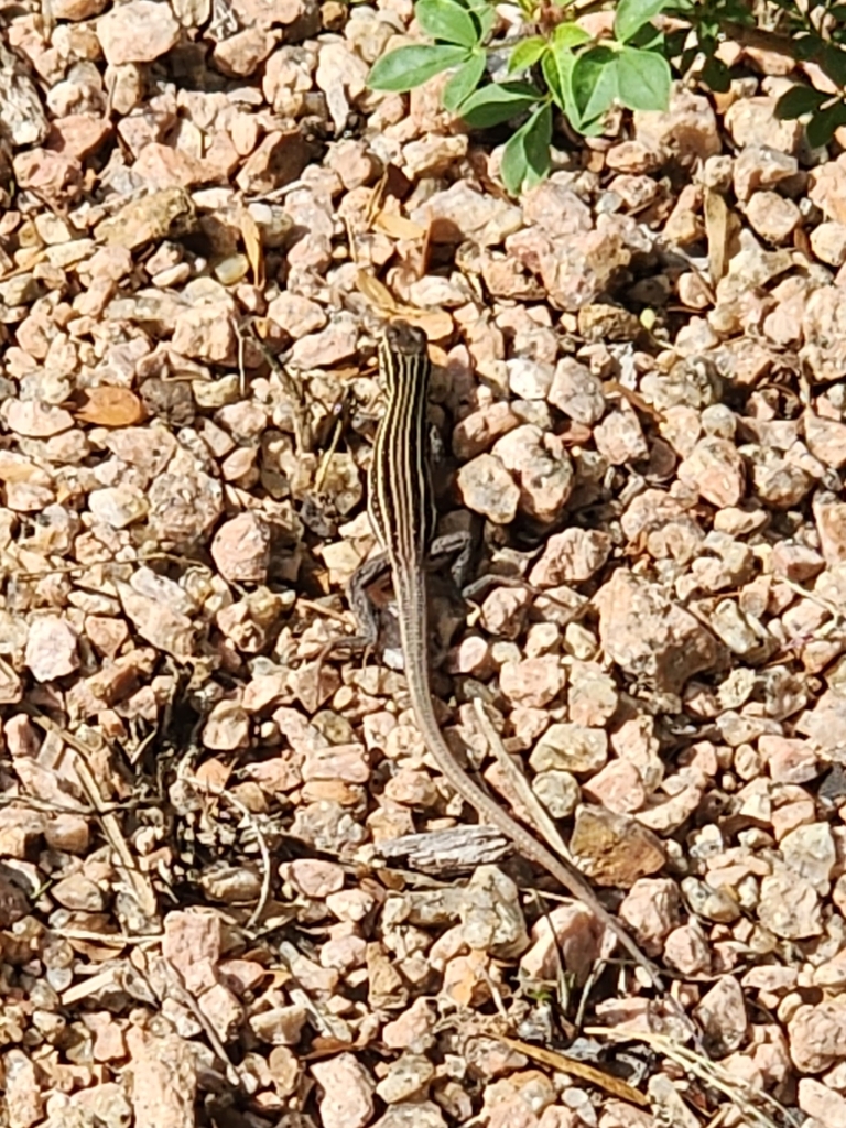 Common Spotted Whiptail from McAllen, TX 78503, USA on October 12, 2023 ...