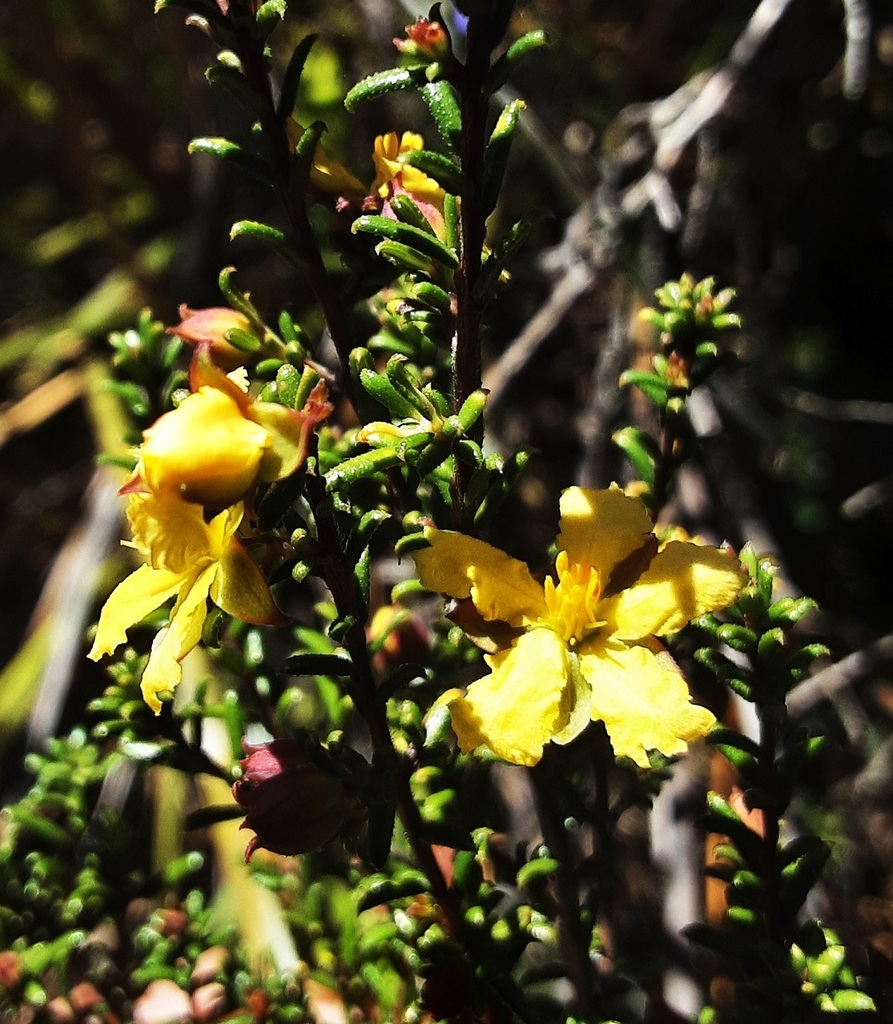 Hibbertia ericifolia from Newnes Plateau NSW 2790, Australia on October ...