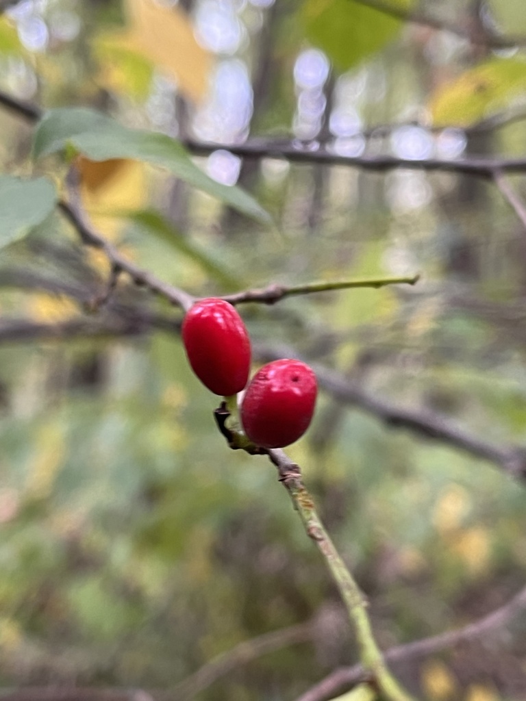 northern spicebush from Shelby Township, MI, US on October 11, 2023 at ...