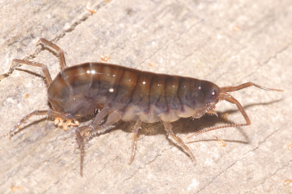 Lawn Shrimp from Silverdale, Hamilton, Neuseeland on October 6, 2023 at ...