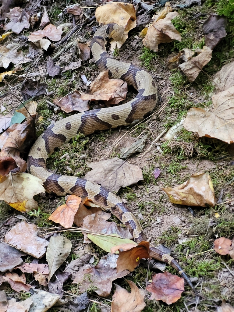 Eastern Copperhead from North Decatur, GA, USA on October 11, 2023 at ...