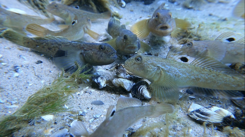 Round Goby from Saint Clair River, Port Huron, MI, US on July 23, 2023 ...