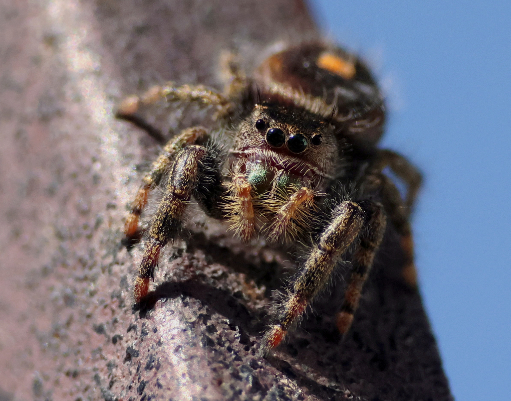 Bold Jumping Spider from Grand Island, NE, USA on October 8, 2023 at 01 ...