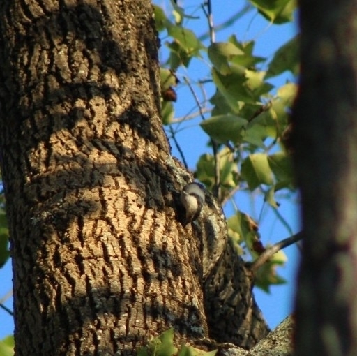 White-breasted Nuthatch from Stafford, VA 22554, USA on October 13 ...