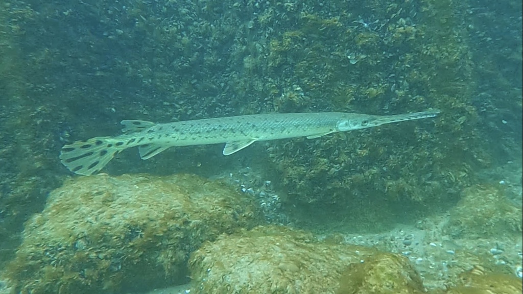 Longnose Gar from Saint Clair River, Port Huron, MI, US on June 18 ...