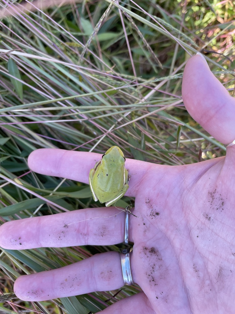 Green Treefrog from Contees Wharf Rd, Annapolis, MD, US on October 13 ...