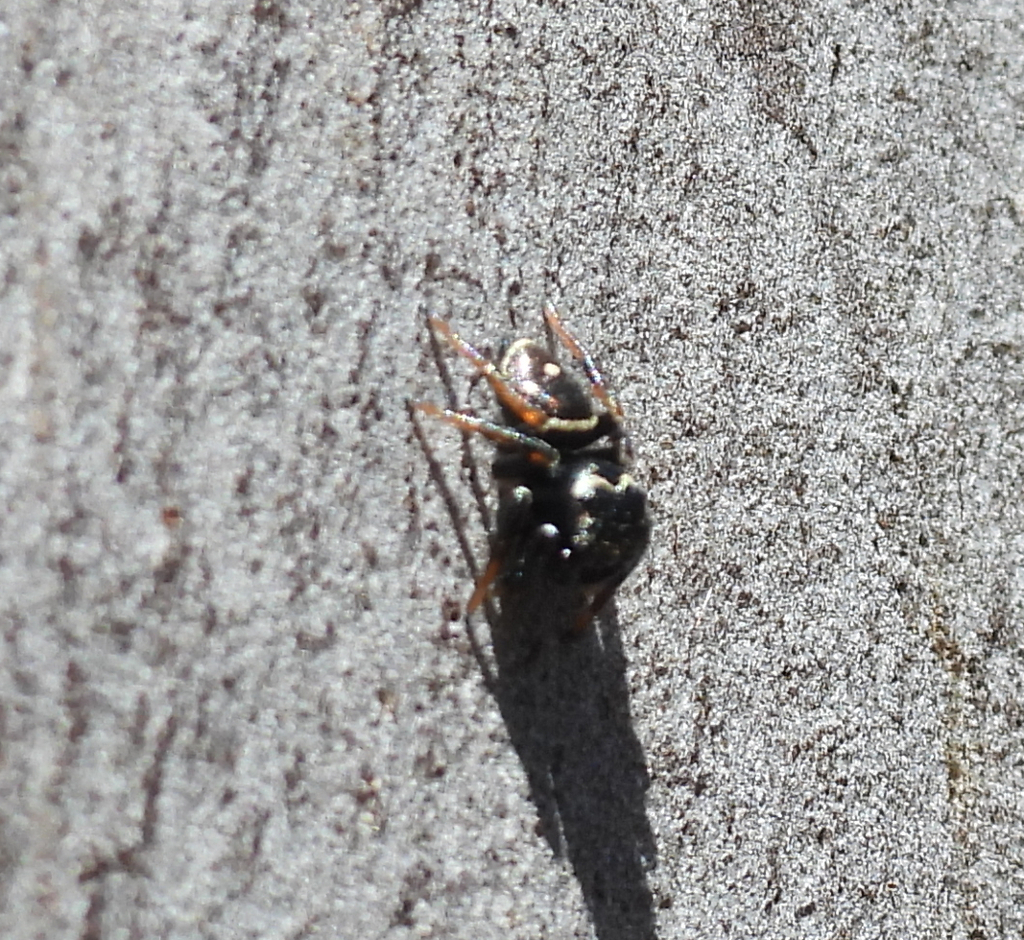 Ant-eater Jumping Spider from Wivenhoe Hill QLD 4311, Australia on ...