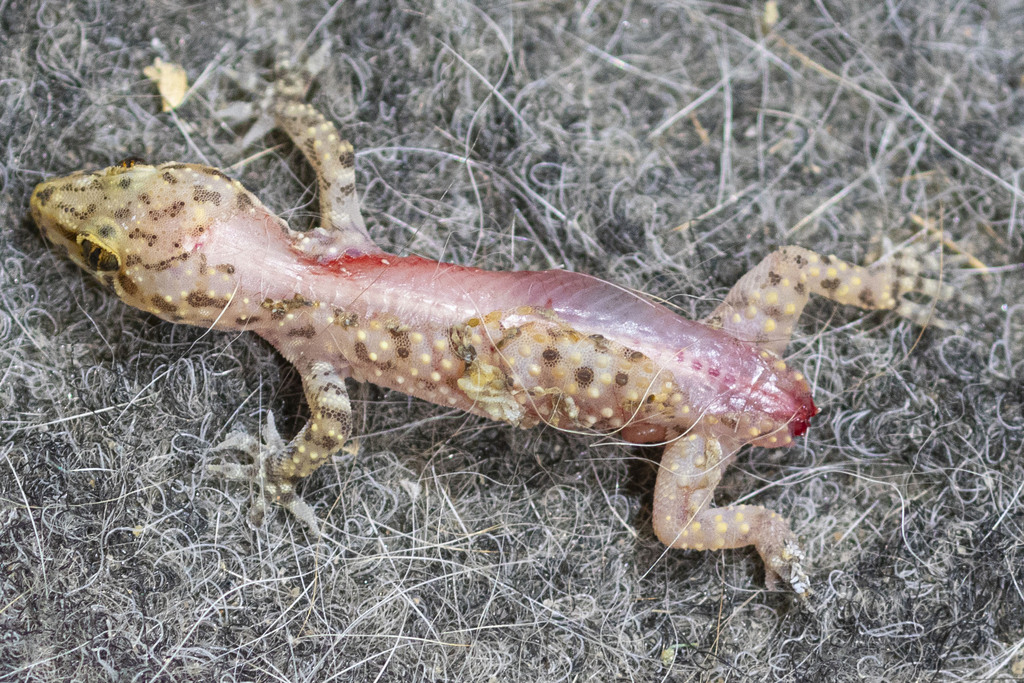 Mediterranean House Gecko from Canyon Lake, TX, USA on October 11, 2023 ...