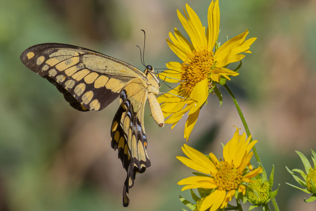 Western Giant Swallowtail from Canyon Lake, TX, USA on October 13, 2023 ...