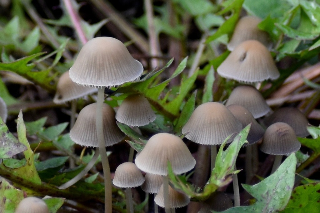 red edge brittlestem from Rosemère, QC, Canada on October 13, 2023 at ...