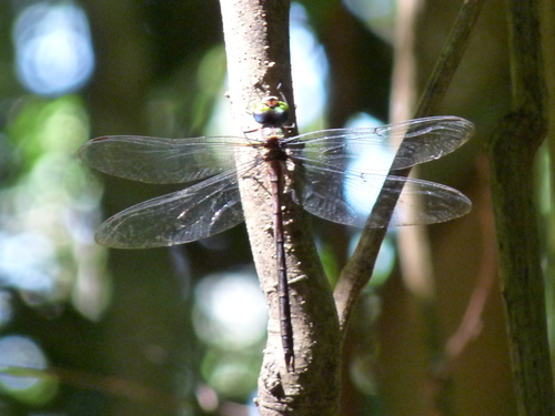 Neuraeschna costalis · NaturaLista Colombia
