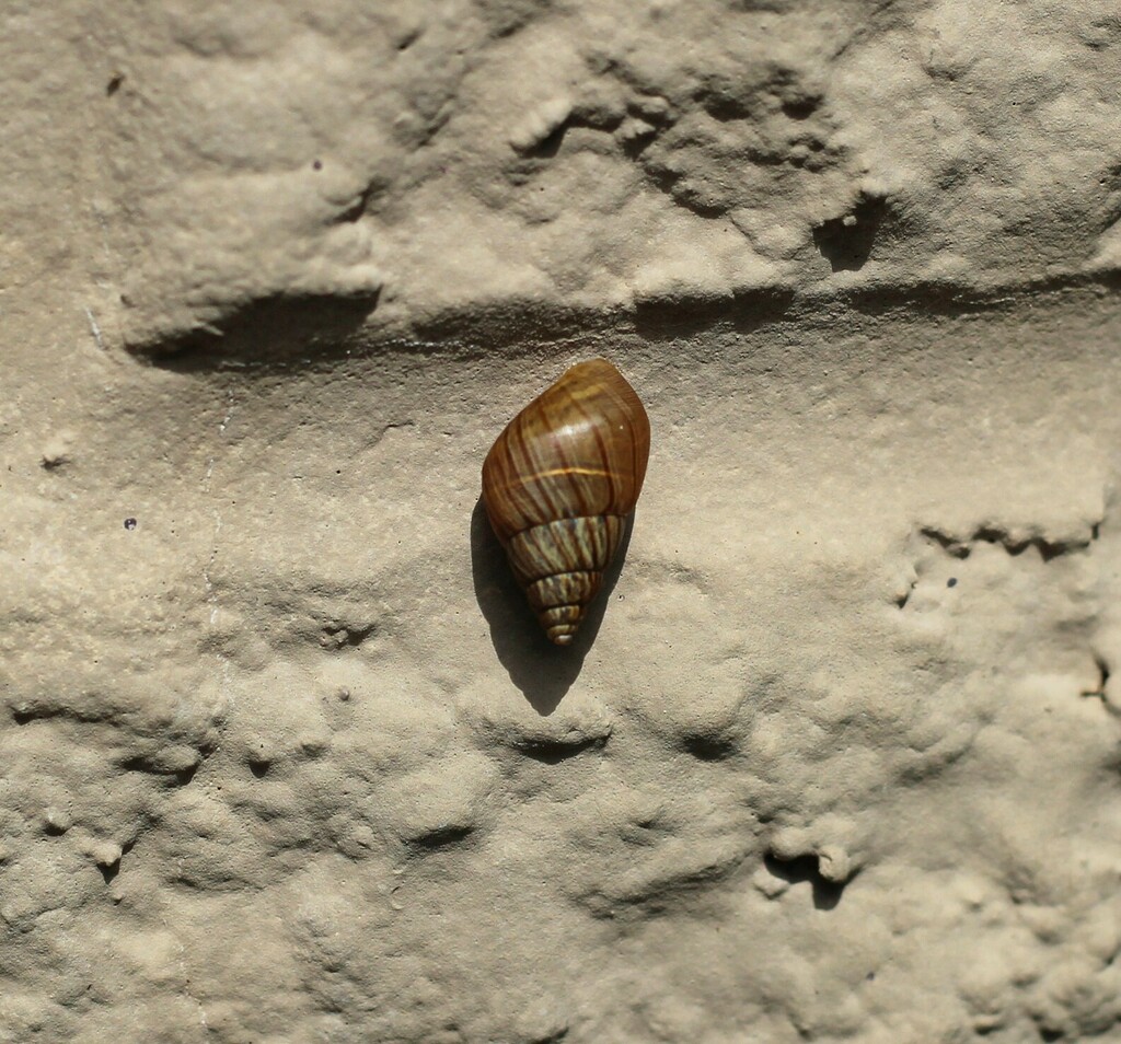 Ghost Bulimulus from Pasco Lutz, Lutz, FL, USA on September 30, 2023 at ...