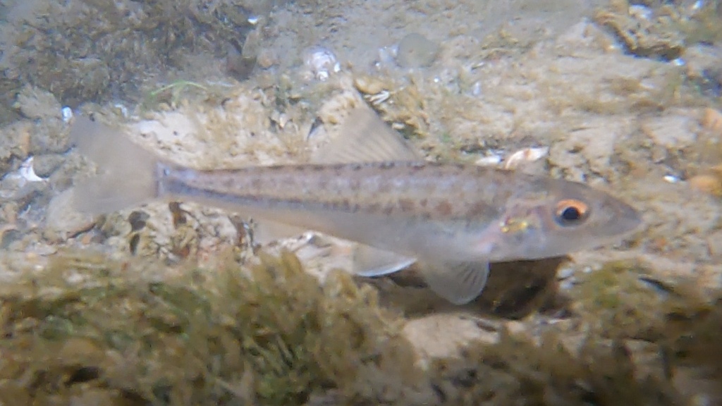 Trout-perch from Saint Clair River, Port Huron, MI, US on April 9, 2023 ...