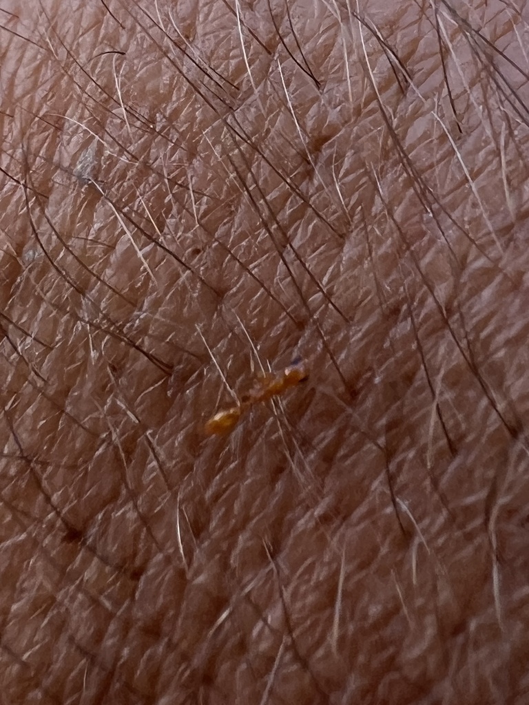 Pallid Twig Ant from Catherine, AL, US on October 6, 2023 at 09:44 AM ...