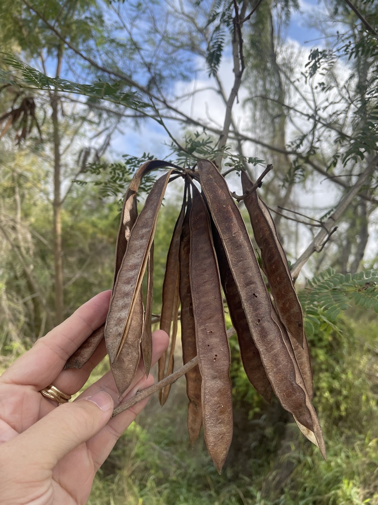 great leadtree from Butterfly Park Dr, Mission, TX, US on October 13 ...