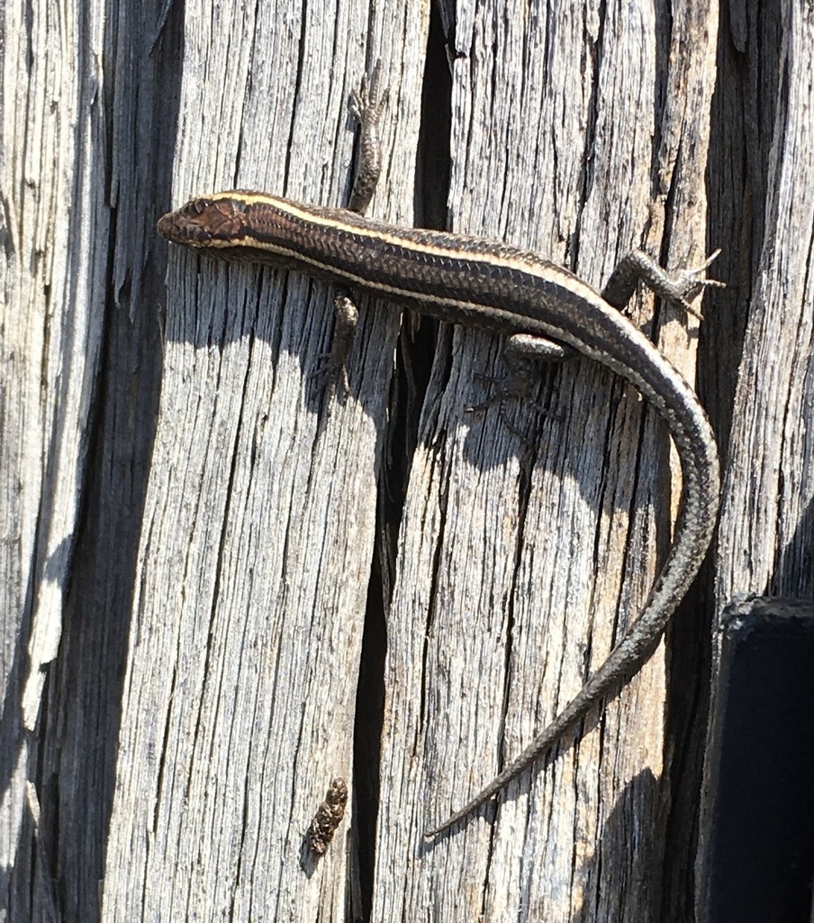 Skinks from Tribe St, North Tamworth, NSW, AU on September 12, 2023 at ...