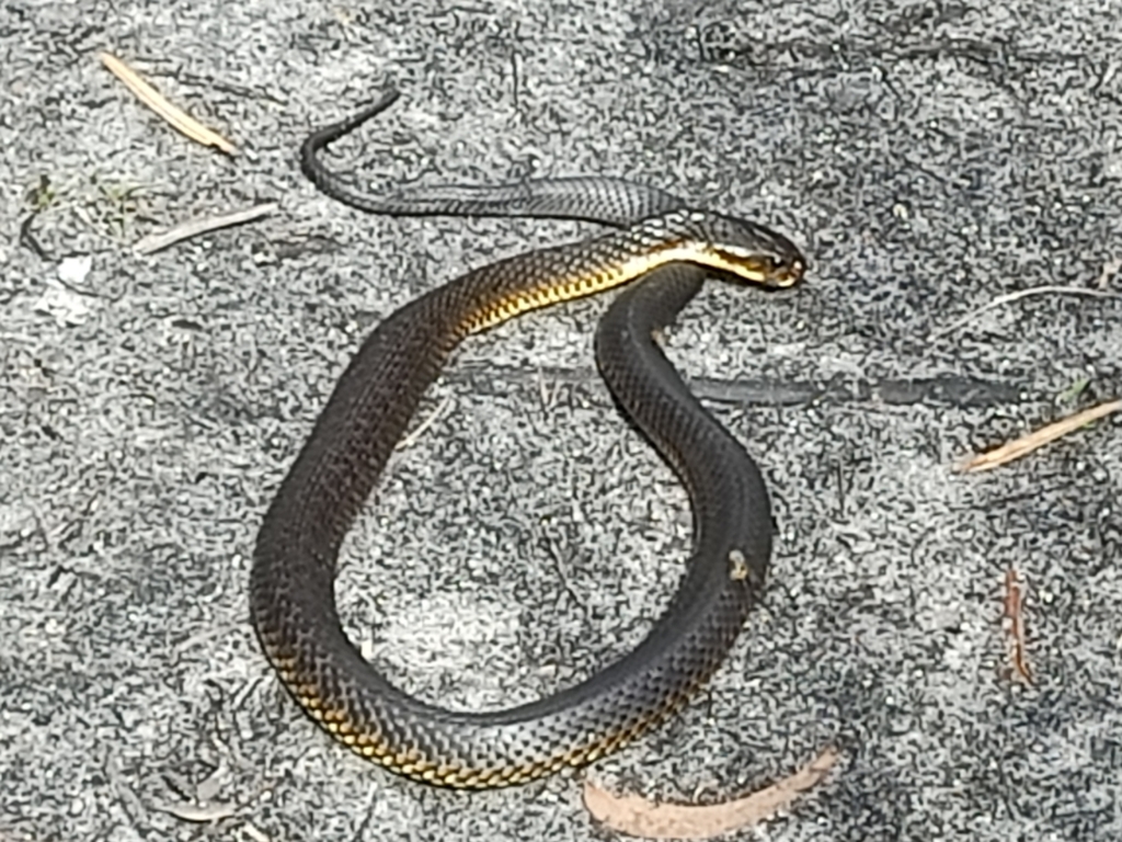 Western Tiger Snake from Boorara-Gardner, AU-WA-MJ, AU-WA, AU on ...