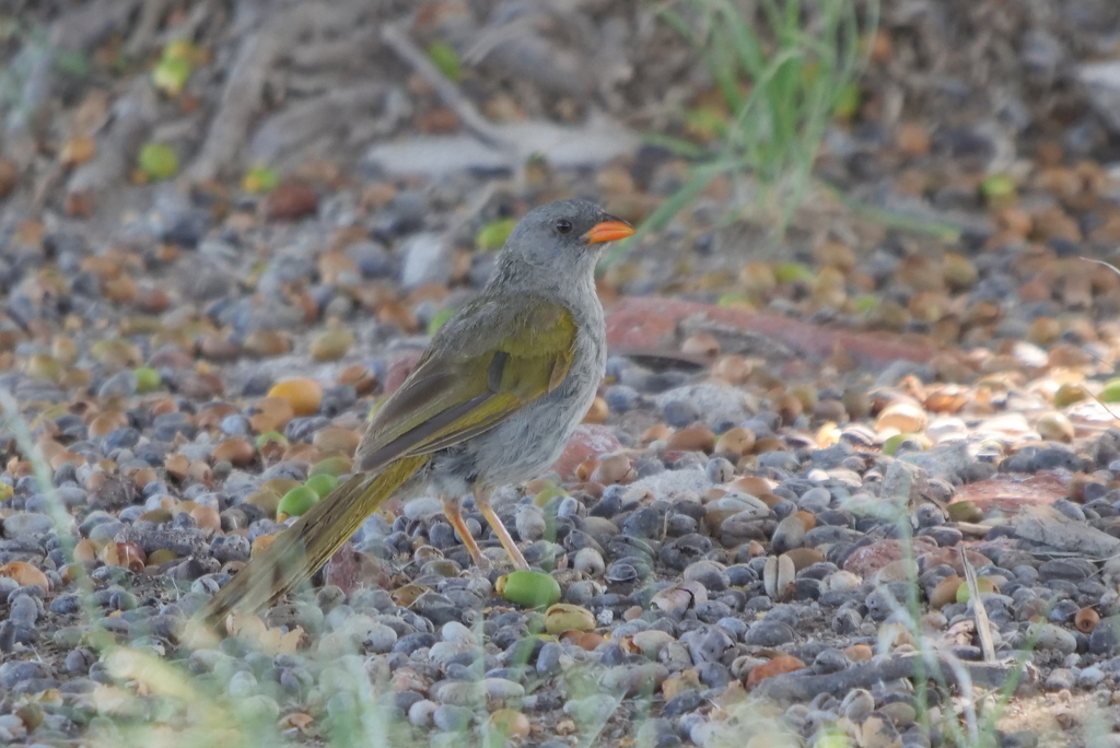 Great Pampa-Finch from Miramar, Córdoba, Argentina on April 8, 2023 at ...