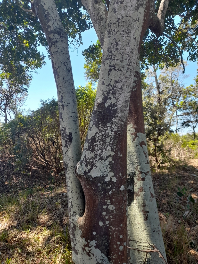 Guioa from Esplanade at Bideford Street, Torquay QLD 4655, Australia on ...