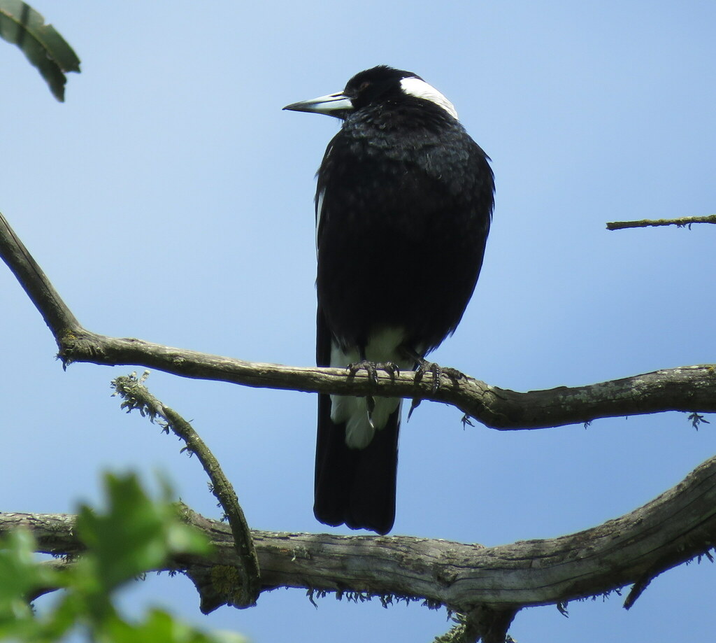 Australian Magpie from Leeston, New Zealand on October 14, 2023 at 03: ...