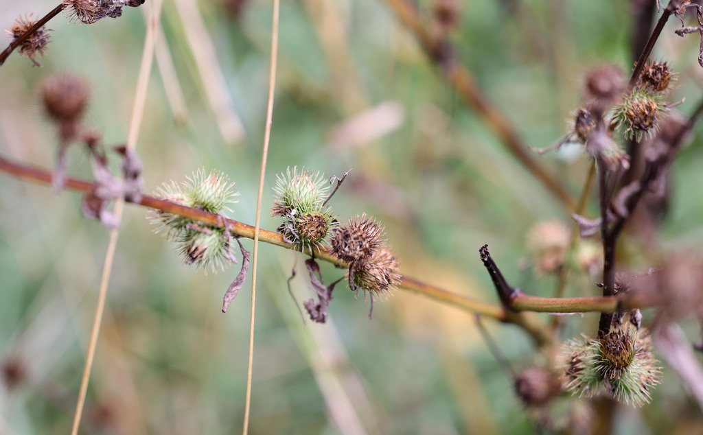 lesser burdock from Baltimore Woods Nature Center, Onondaga County, NY ...