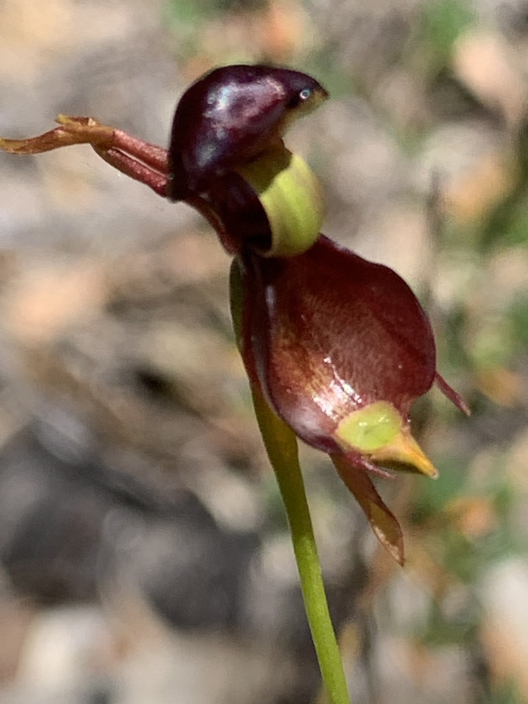 Large Flying Duck Orchid from Coomies Walk, Beecroft Peninsula, NSW, AU ...