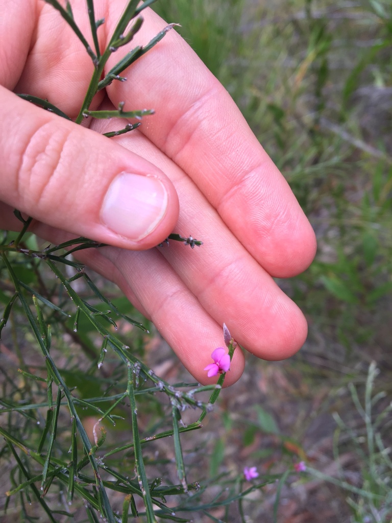 Jacksonia thesioides from Hinchinbrook Island, AU-QL-CW, AU-QL, AU on ...