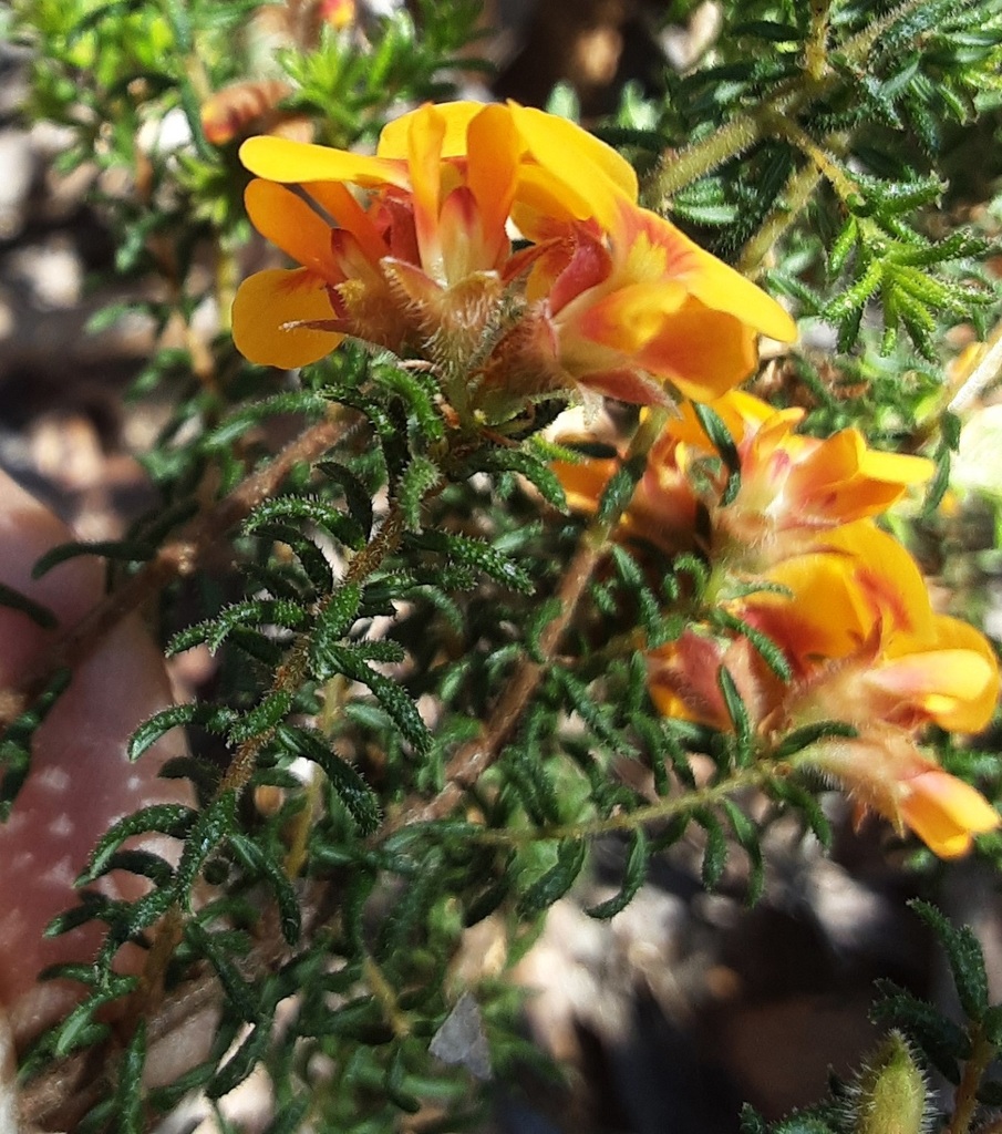 small-leaf parrot-pea from Newnes Plateau NSW 2790, Australia on ...