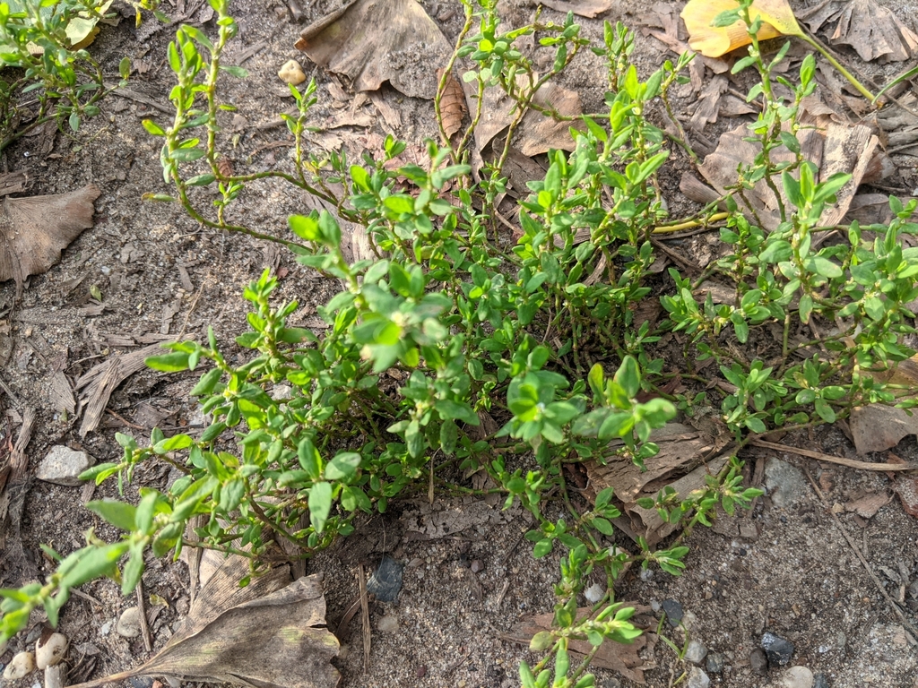 Prostrate Knotweed from Brooklyn, NY 11226, USA on October 8, 2023 at ...