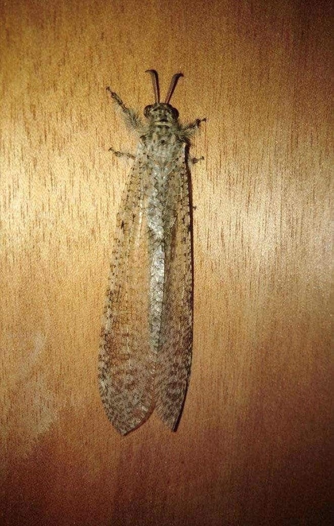 Giant Antlions from Mindanao, Panabo City, Davao Del Norte, PH on ...