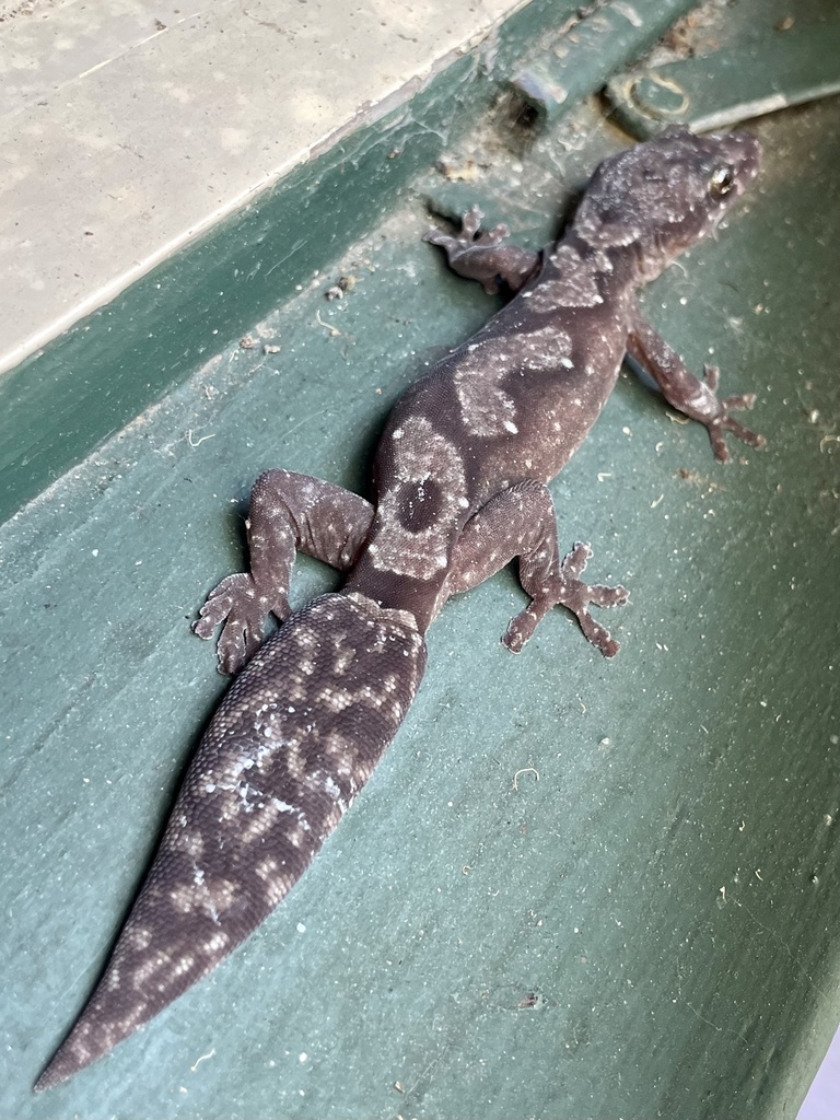 Robust Gecko in October 2023 by Natalka Hardeman · iNaturalist