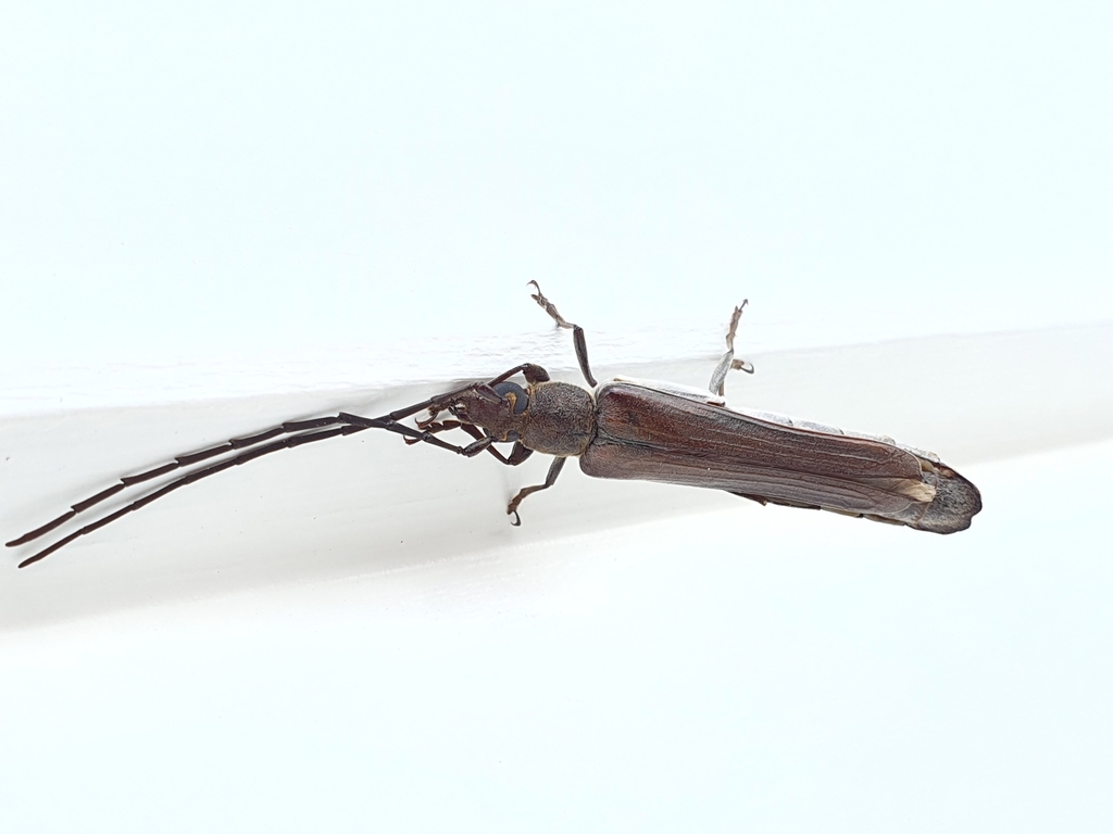 Longhorn Beetles from Upper Kedron QLD 4055, Australia on October 14 ...