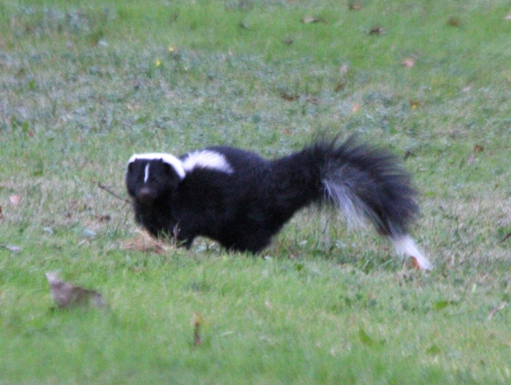 Eastern Striped Skunk from Beachwood, OH 44122, USA on October 13, 2023 ...