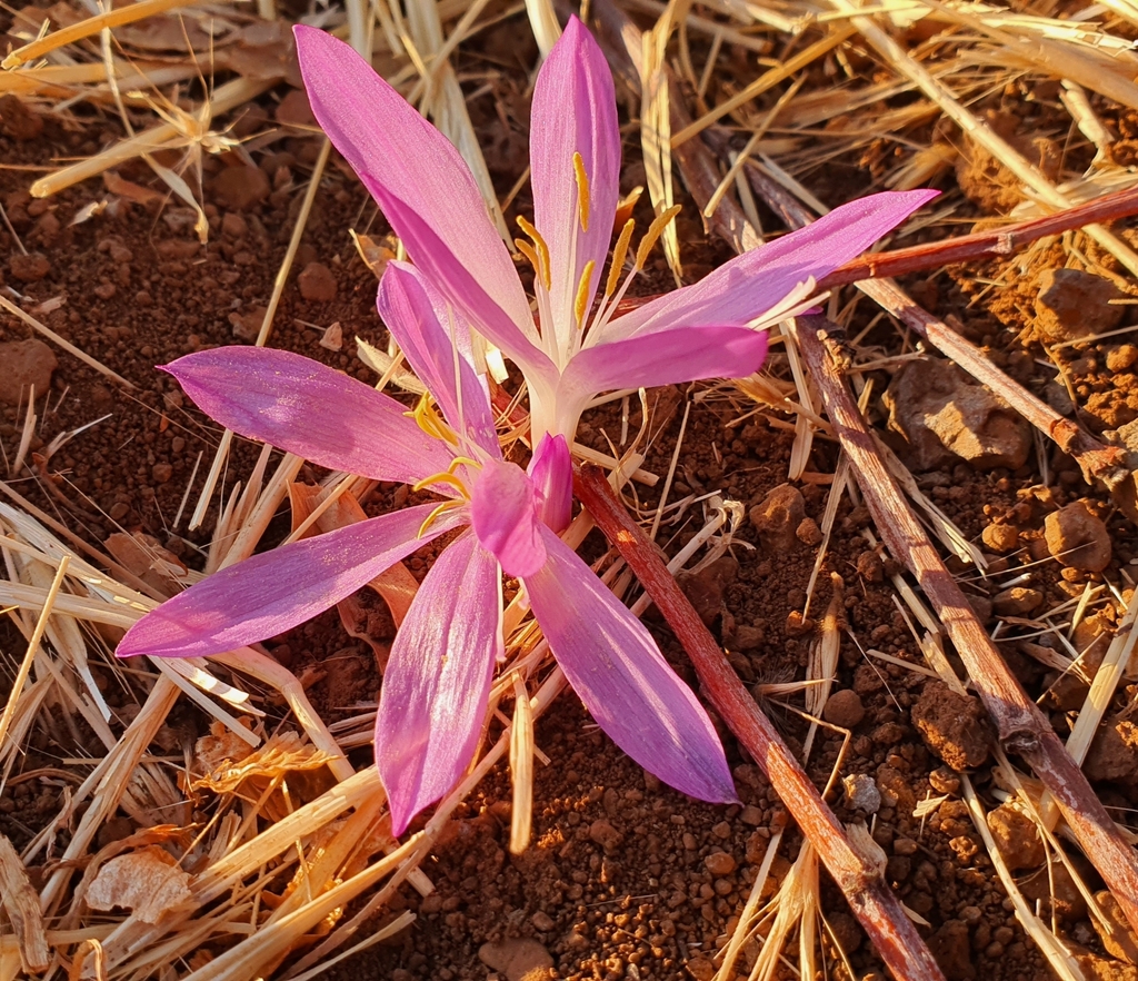 Colchicum persicum from As-Suwayda, SY-SU, SY on October 13, 2023 at 05 ...