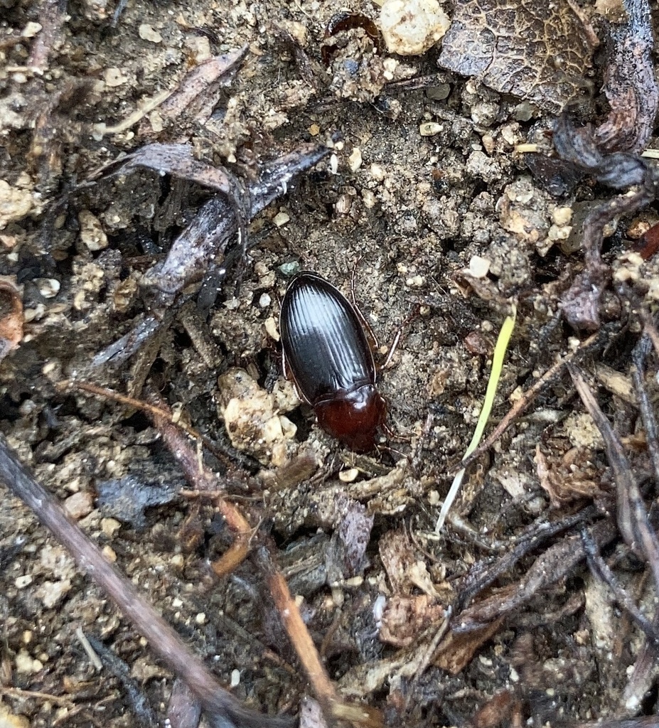Calathus ruficollis in October 2023 by Hannah · iNaturalist
