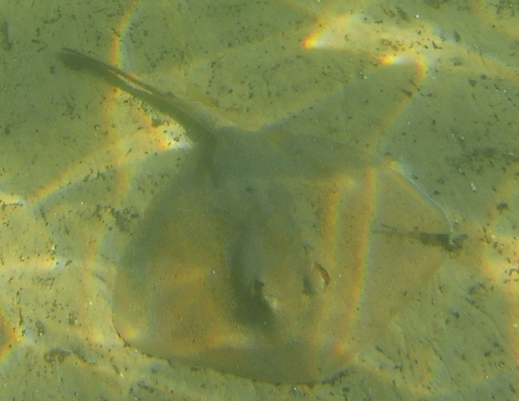 Common Stingaree from Sydney NSW, Australia on October 14, 2023 at 09: ...
